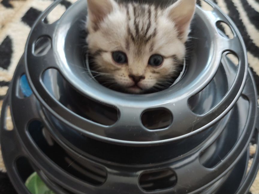Шотландские котята