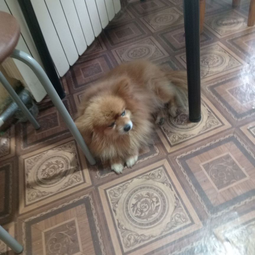 Померанский шпиц