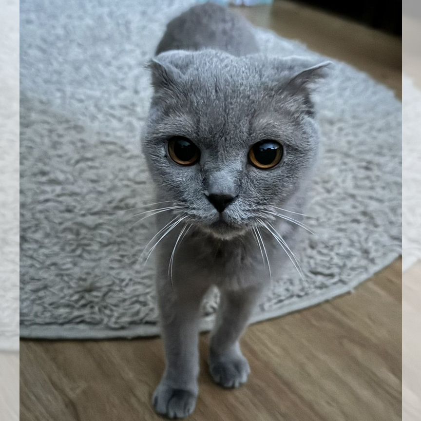 Пристрою кошечку