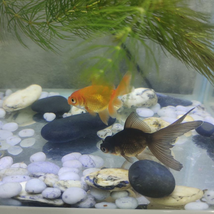 Аквариумные рыбки
