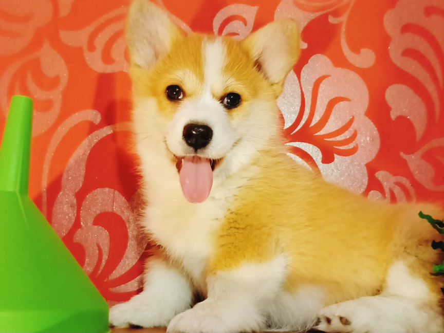 Коржики мальчики щенки