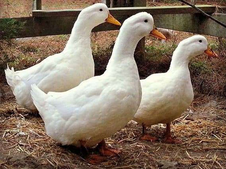 Пекинские утки