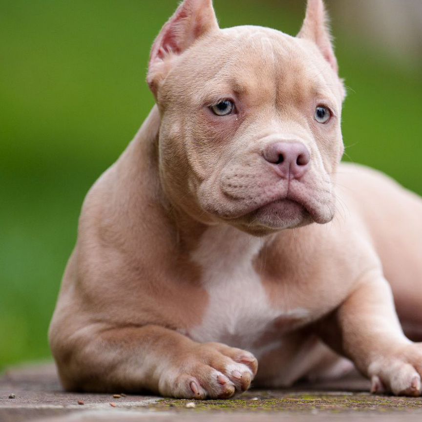 Американский булли, щенок