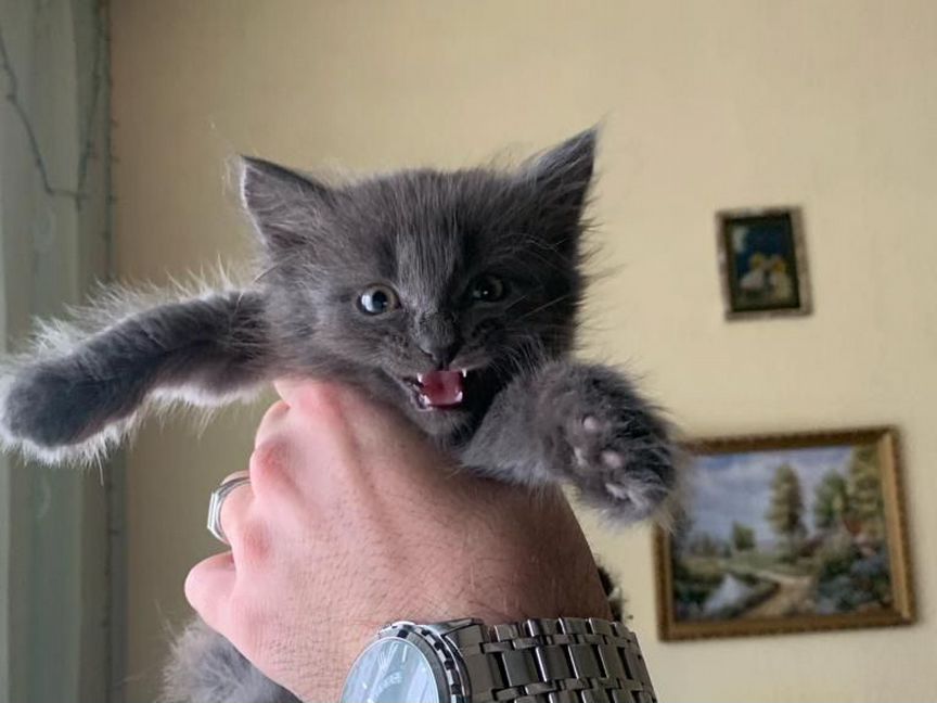 Котенок в добрые руки