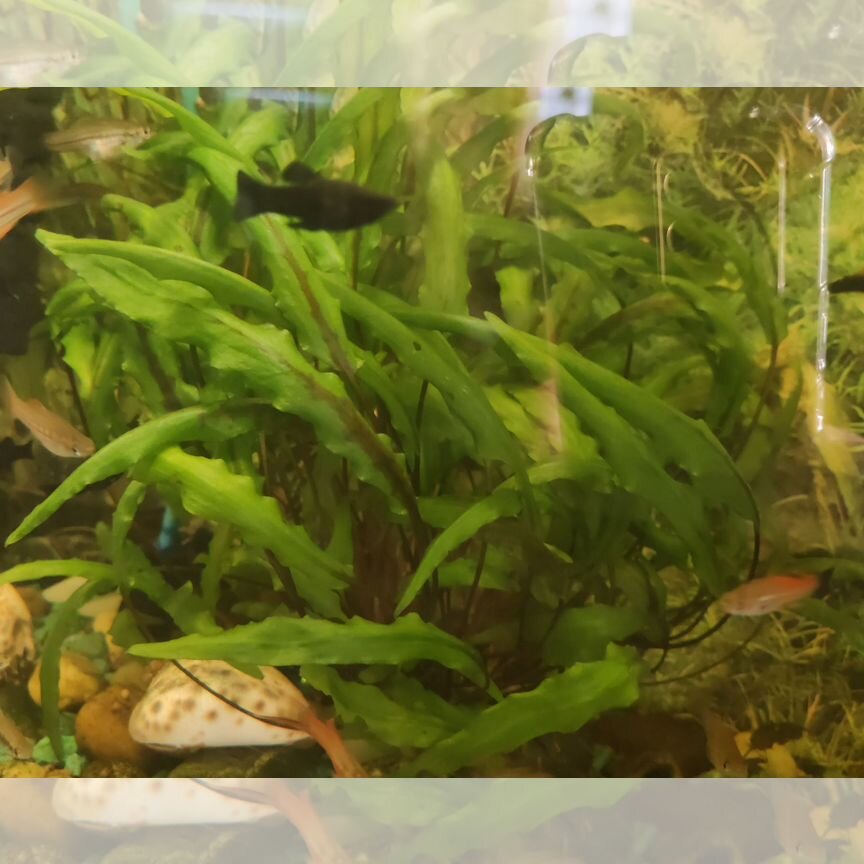 Аквариумные растения