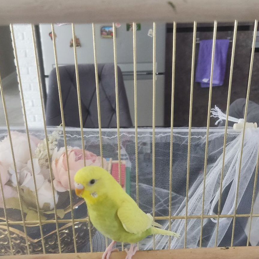 Волнистый попугай самка