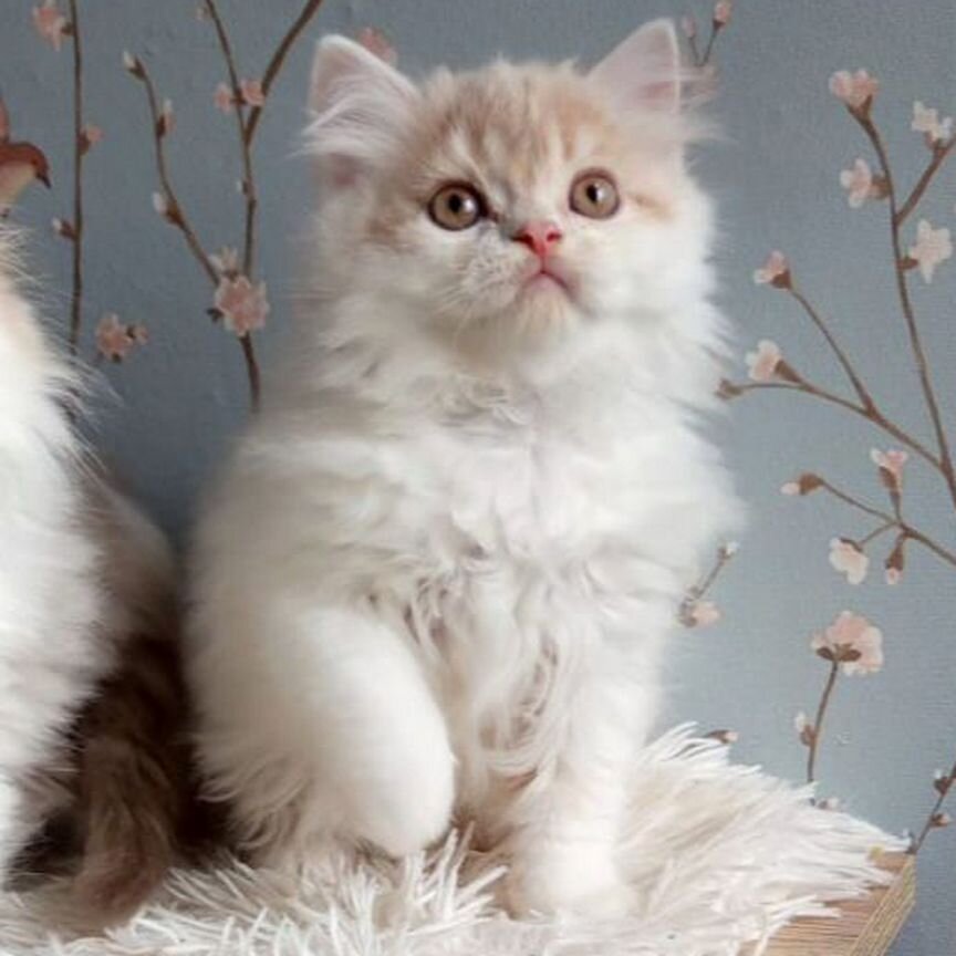 Шотландский прямоухий длинношёрстный котёнок