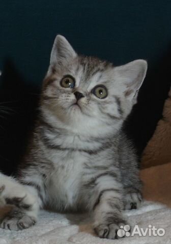 Девочка вискас