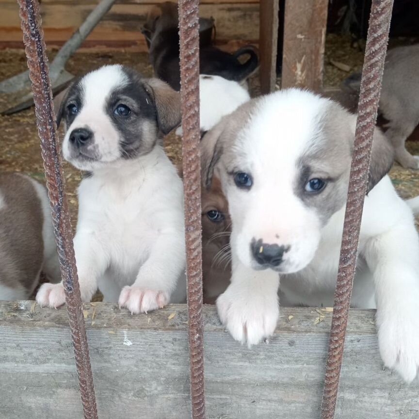 Среднеазиатская овчарка, щенок