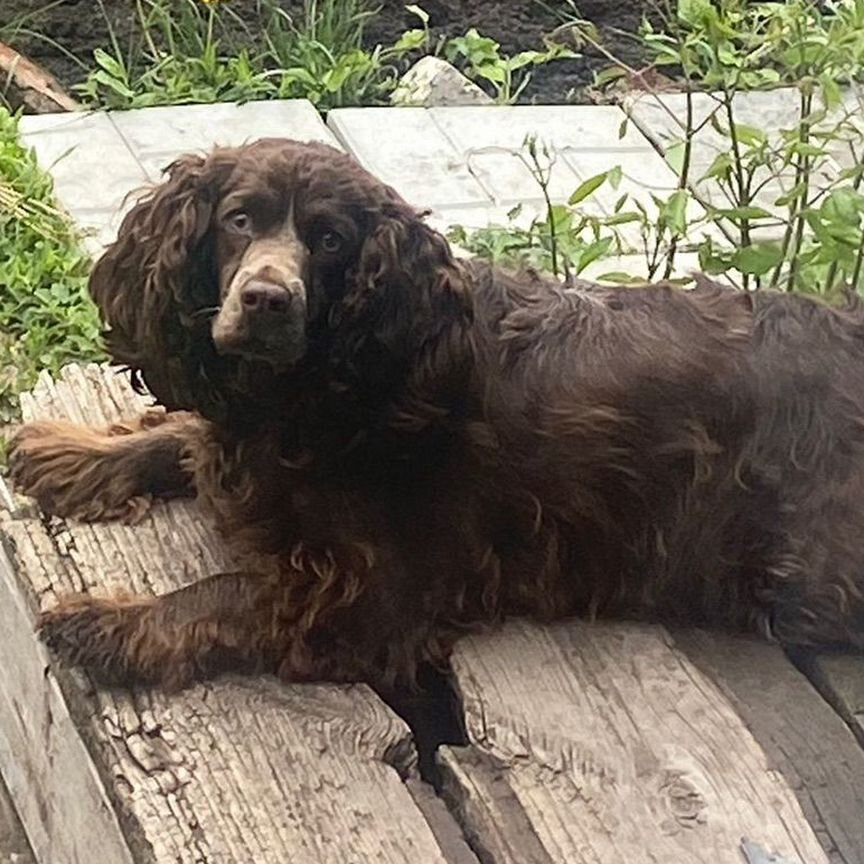 Русский охотничий спаниель, вязка