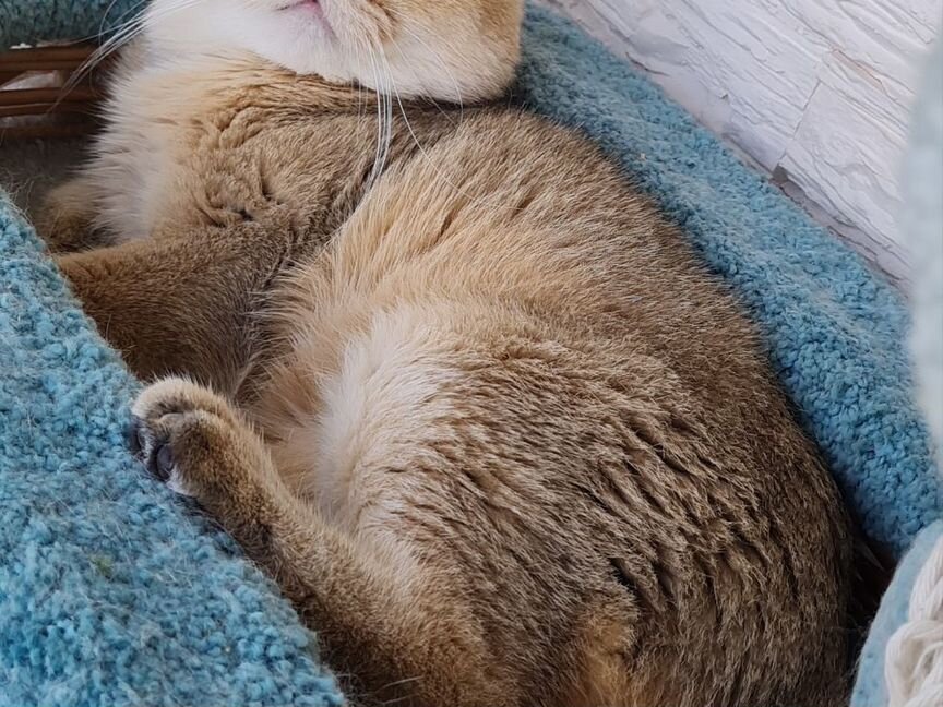 Шотландский вислоухий кот в разведение