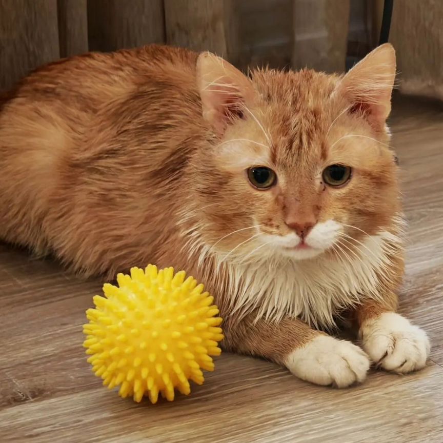 Взрослый кот в добрые руки