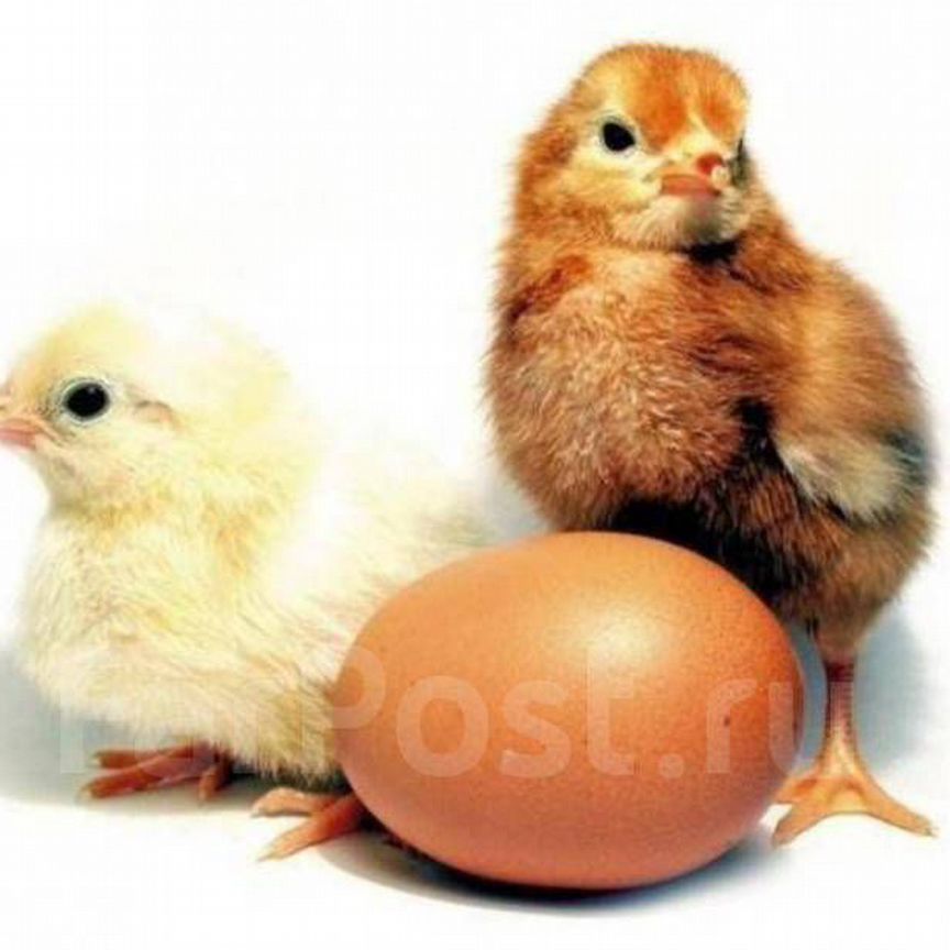 Цыплята бройлеры