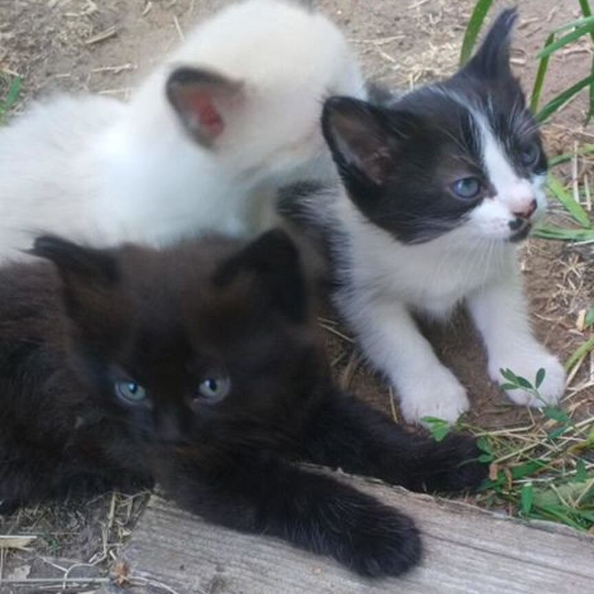 Дружные котята - в Добрые руки