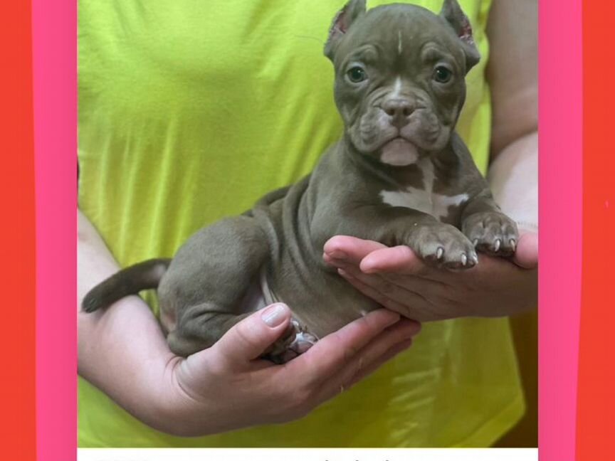 Красавица булли