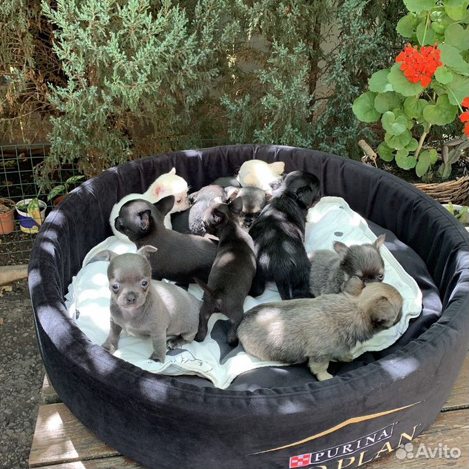 Чишки девчонки и мальчишки