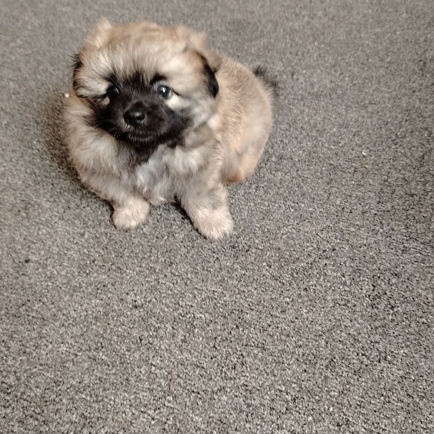 Щенк пекинеса мальчик