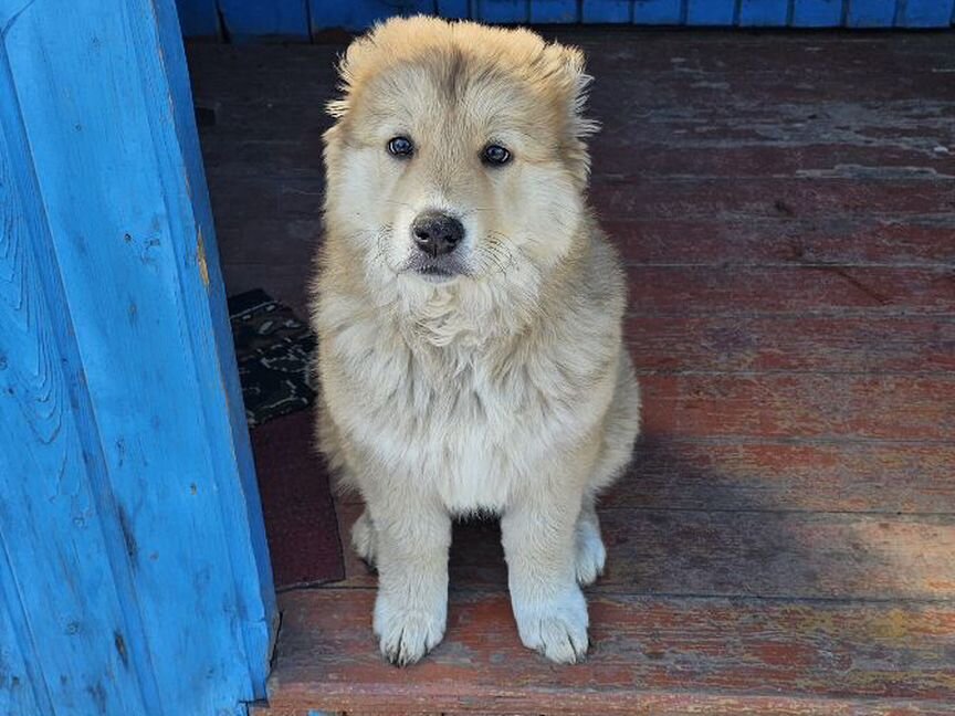 Собака