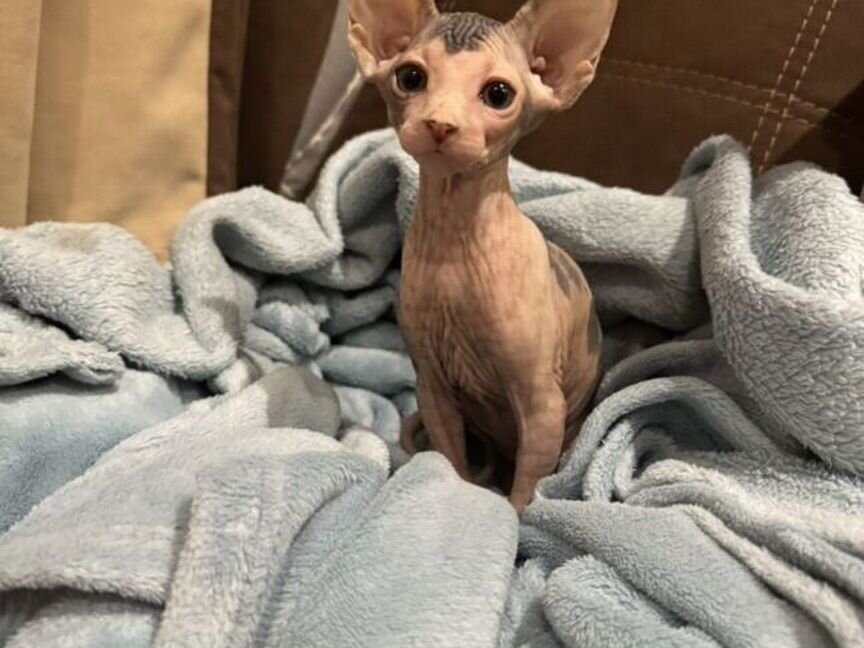 Котенок сфинкс