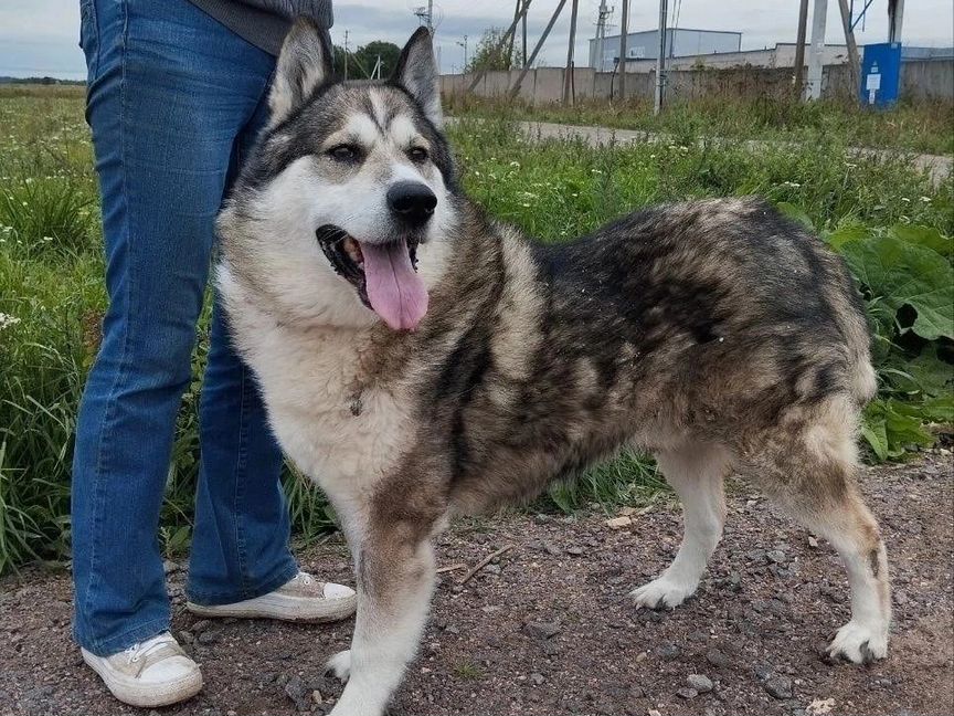 Кобель Кунжут в хорошую семью бесплатно