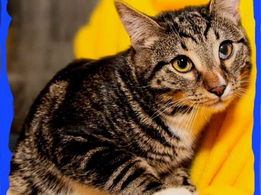 Нежный, робкий котенок около 7 месяцев