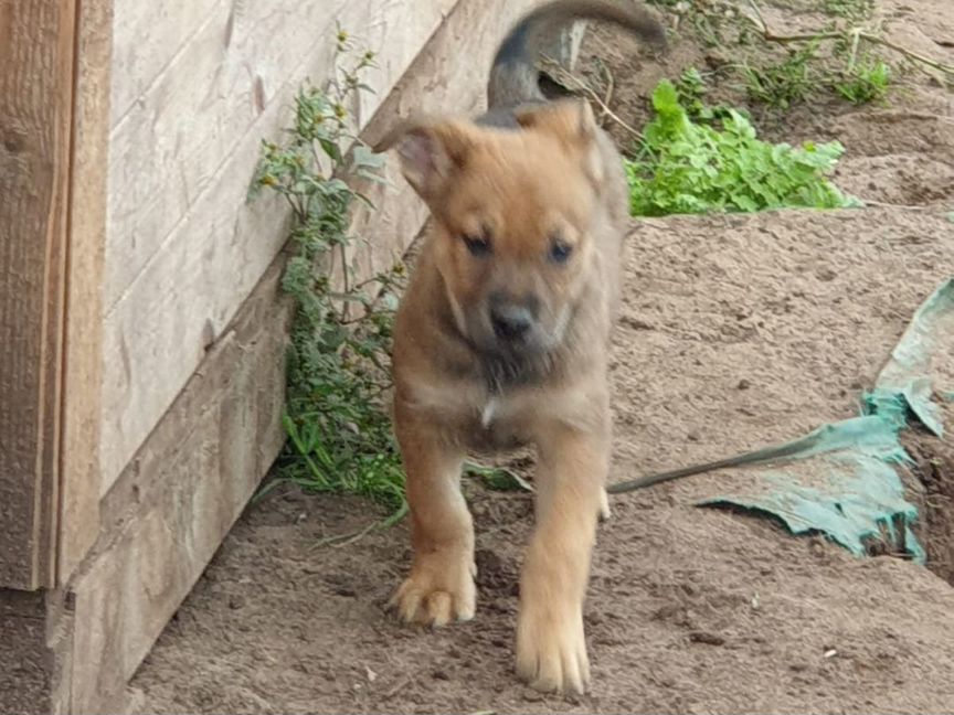 Отдаю щенка мальчика в добрые руки