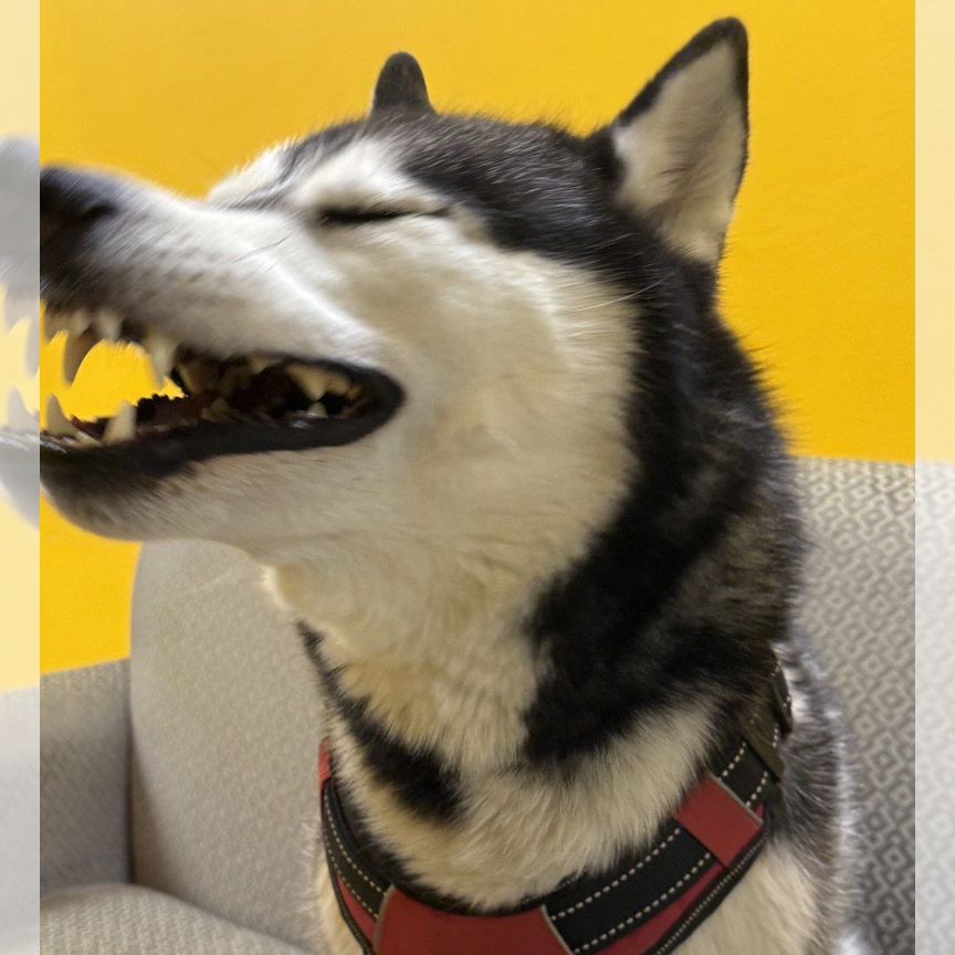 Сибирский хаски, взрослый пёс