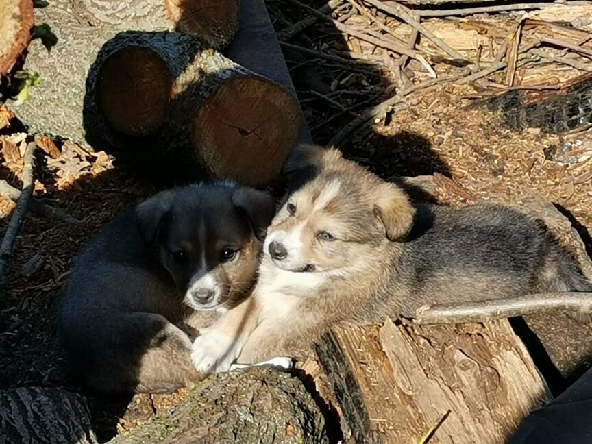 Собака в добрые руки дворняга