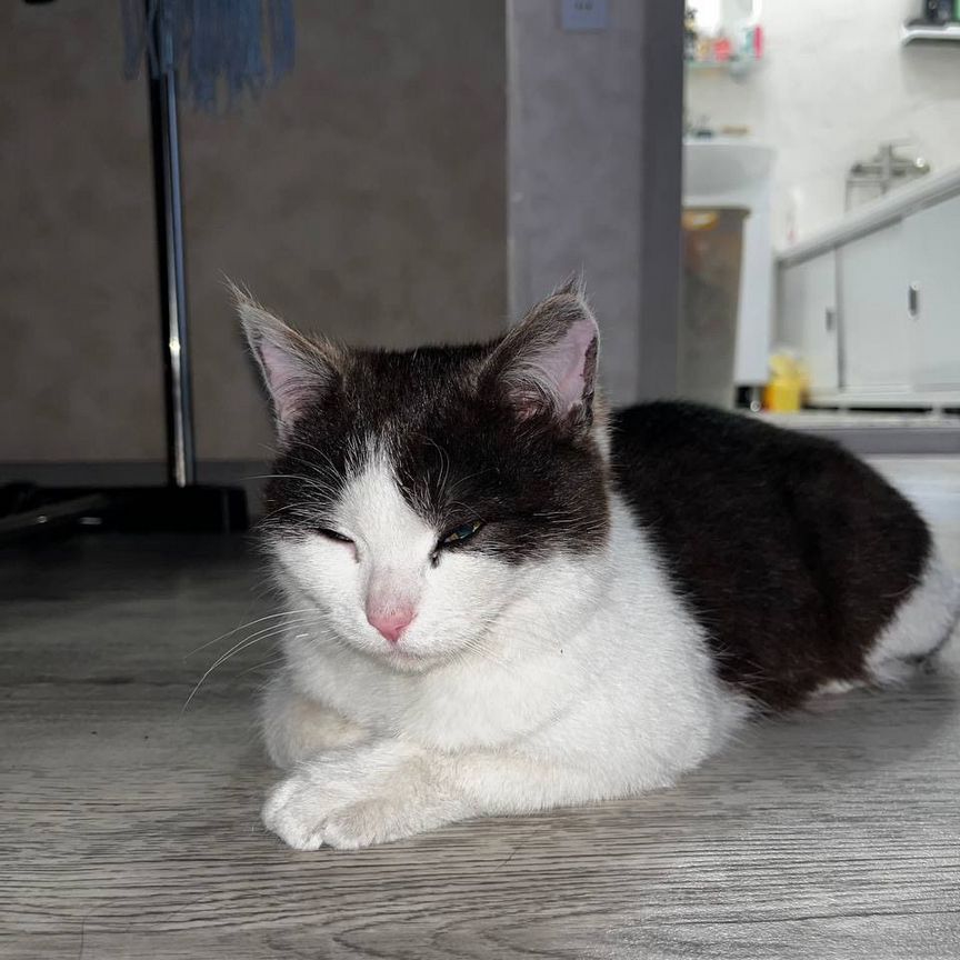 Котенок девочка в добрые руки
