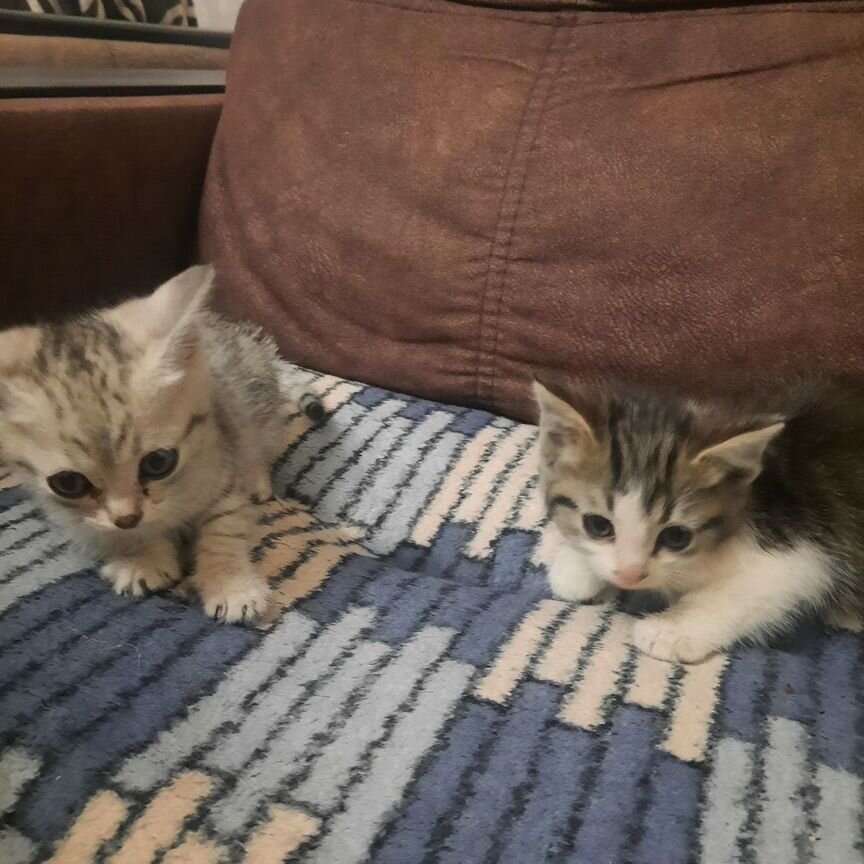 Котята в добрые руки бесплатно мальчик