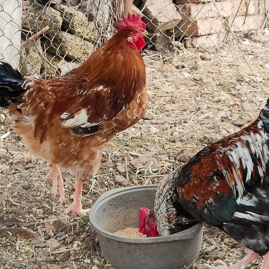 Продажа петухов