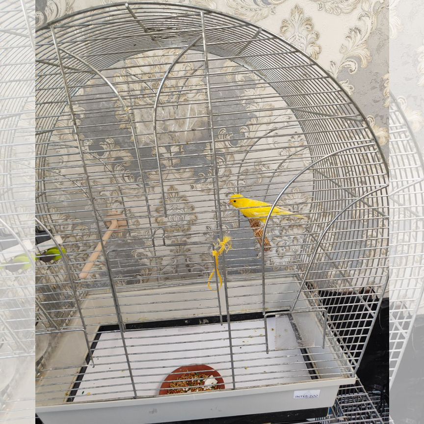 Канарейка кенар