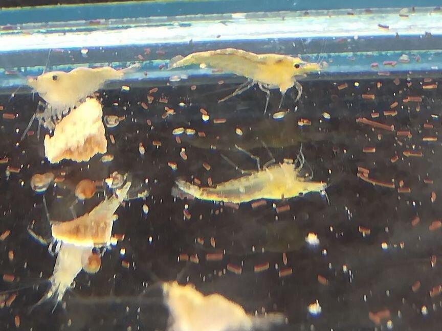 Креветка жёлтый неон