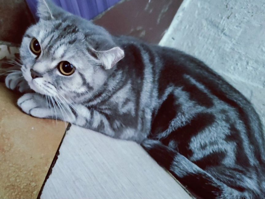 Кошки и котята