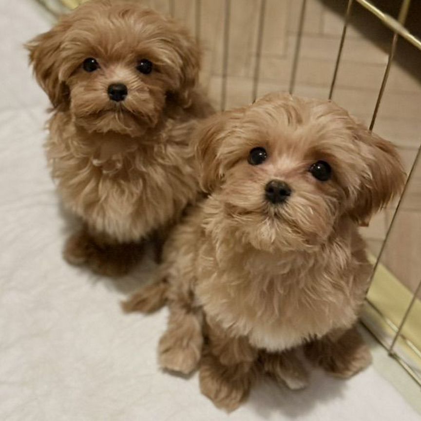 Мальтипу, щенок