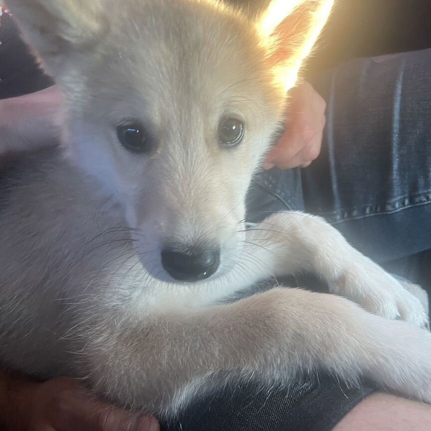 Сос помогите щенку