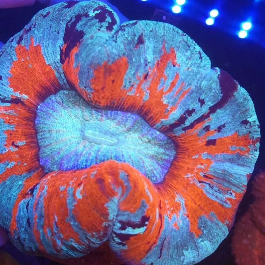 Живой морской коралл Трахифиллия wysiwyg