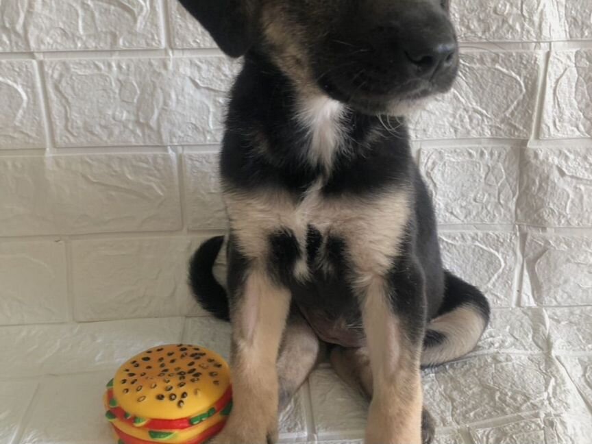 Метис овчарки