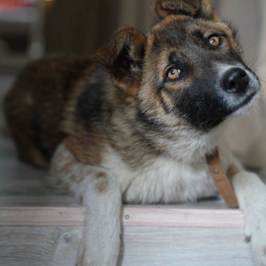 Взрослый пёс в добрые руки