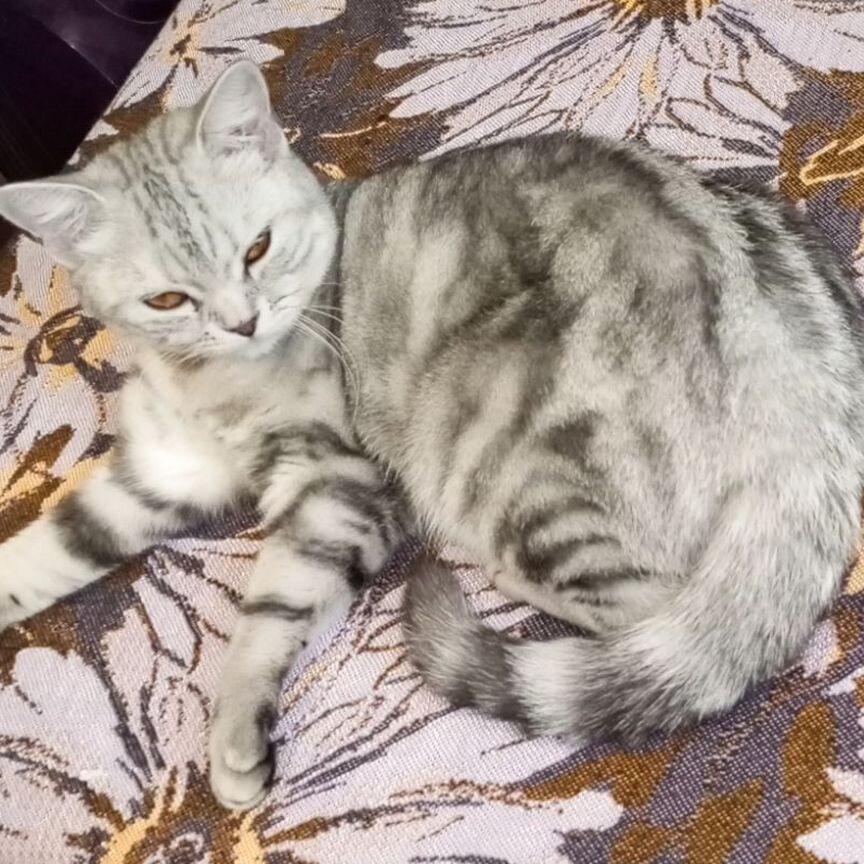 Британский короткошёрстный котёнок