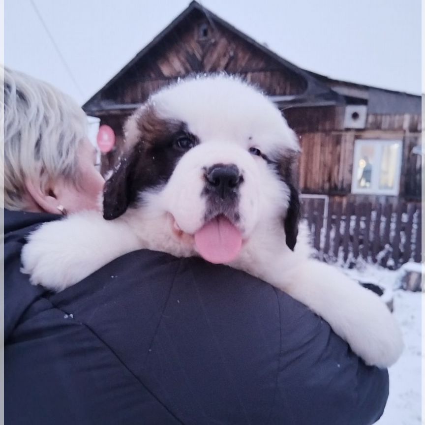 Сенбернар, щенок