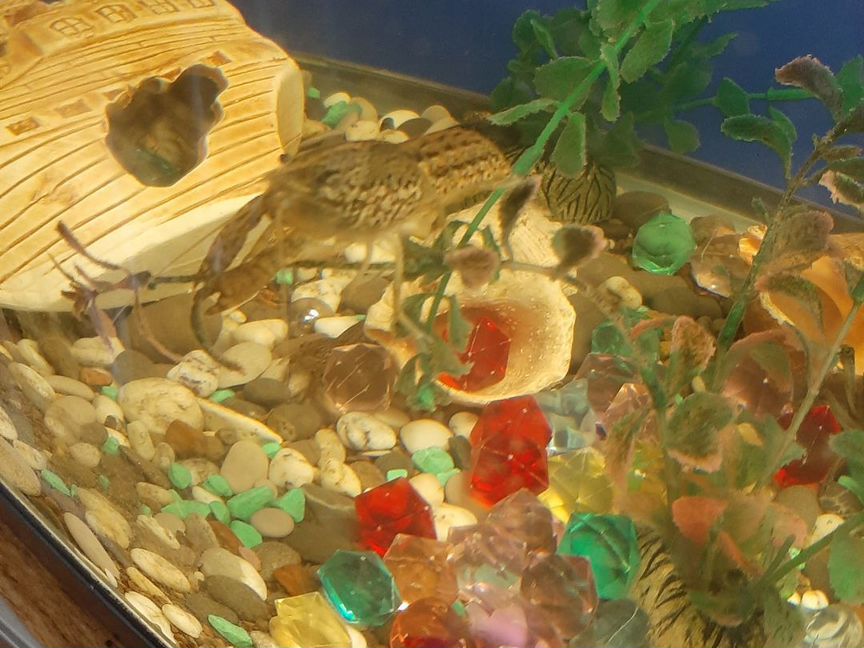 Аквариумные раки