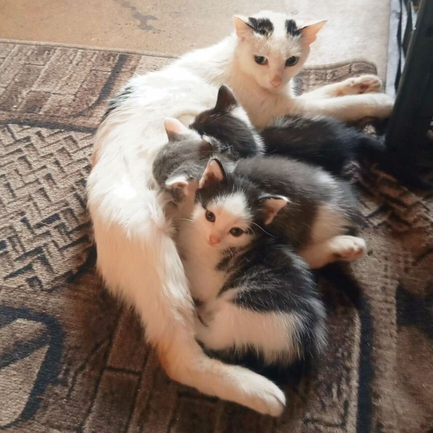 Котята в добрые руки