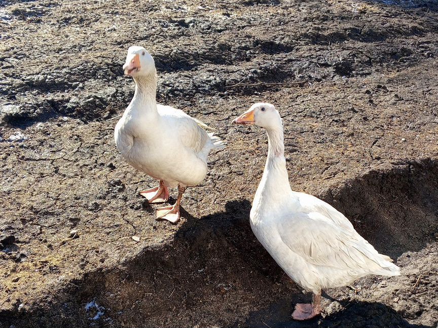 Домашние животные гуси