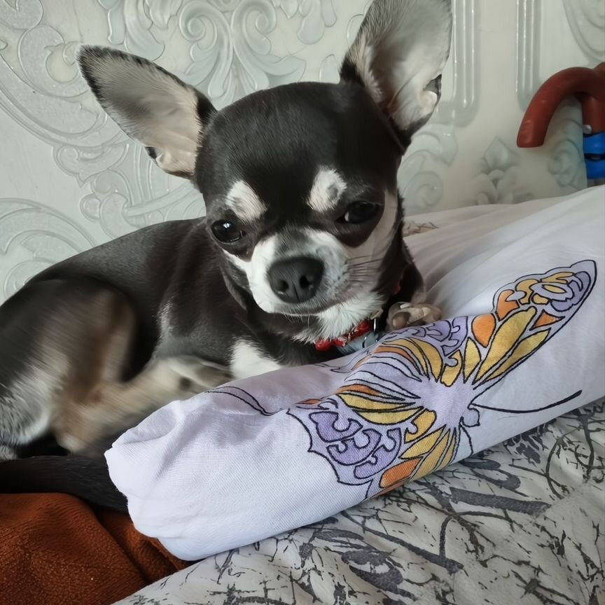 Чихуахуа, щенок