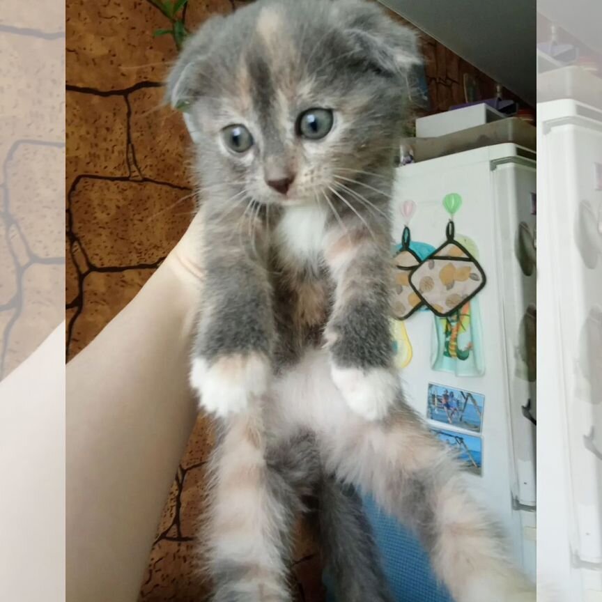 Шотландский вислоухий короткошёрстный котёнок