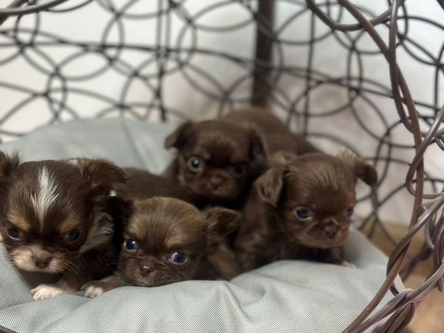 Щенки чихуахуа длинношерстные