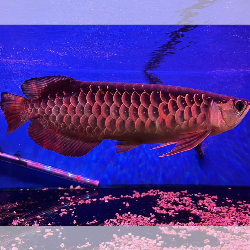 Арована золотая краснохвостая