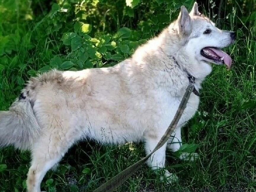 Отдам собаку Спарту в добрые руки