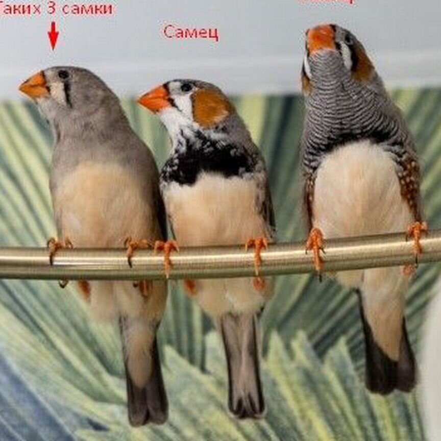 Зебровые амадины молодые самцы и самки